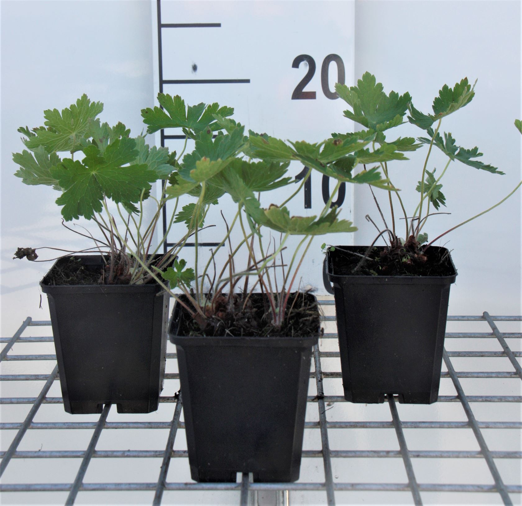 Geranium phaeum 'Samobor' - pot 9x9 cm