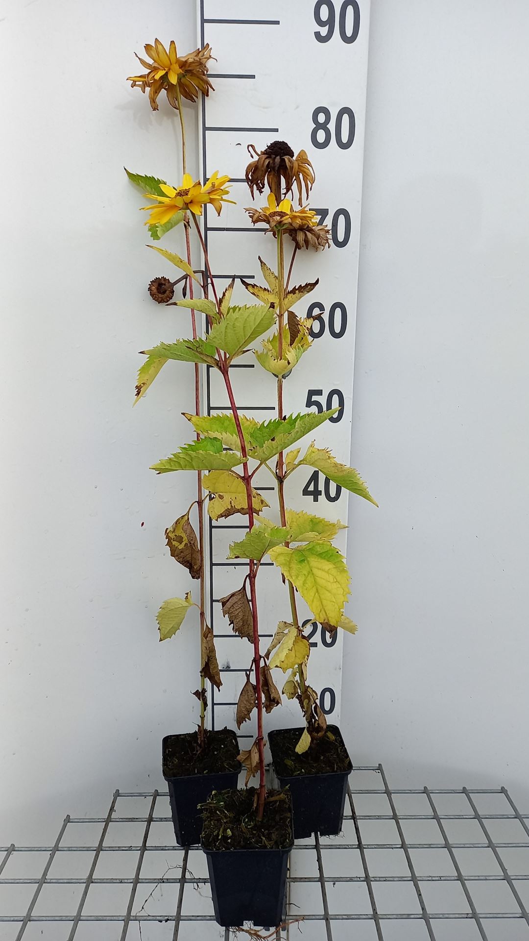 Heliopsis helianthoides 'Mars' - pot 9x9 cm