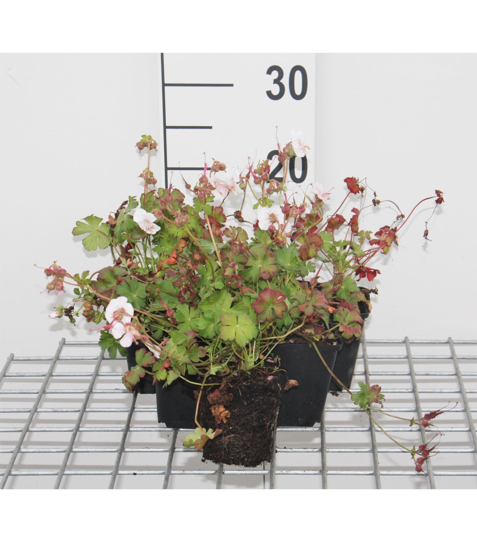 Geranium x cantabrigiense 'St Ola' - pot 9x9 cm