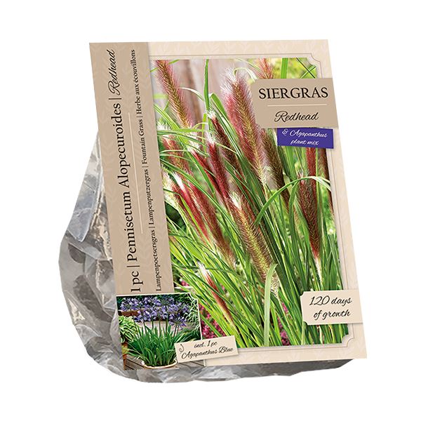 Pennisetum Red Head & Agapanthus Blue per 2