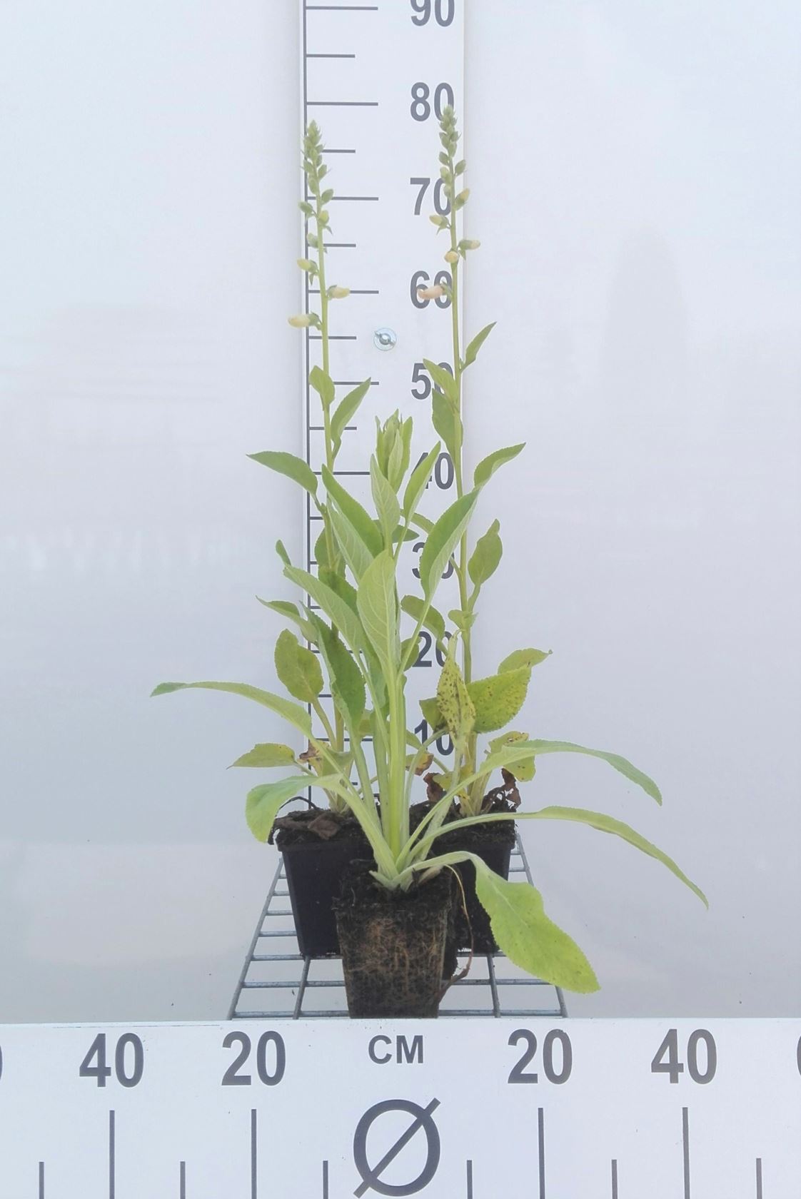Digitalis purpurea 'Alba' - pot 9x9 cm