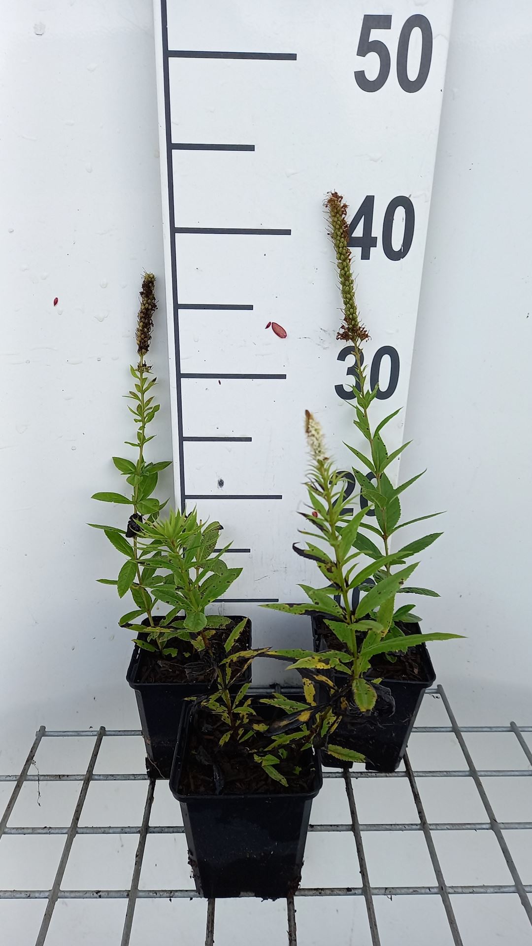 Veronicastrum virginicum 'Challenger' - pot 9x9 cm