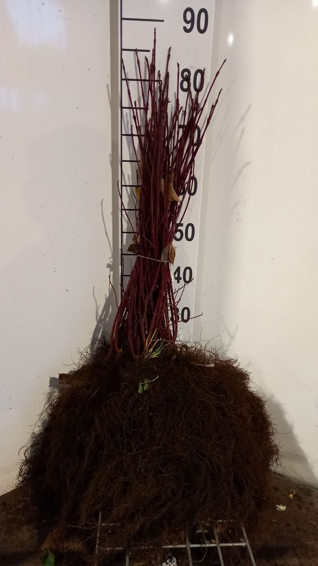 Cornus alba 'Aurea' - bare root - 40-60 cm