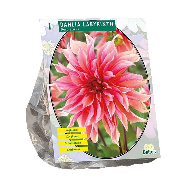 Dahlia Decoratief Labyrinth per 1