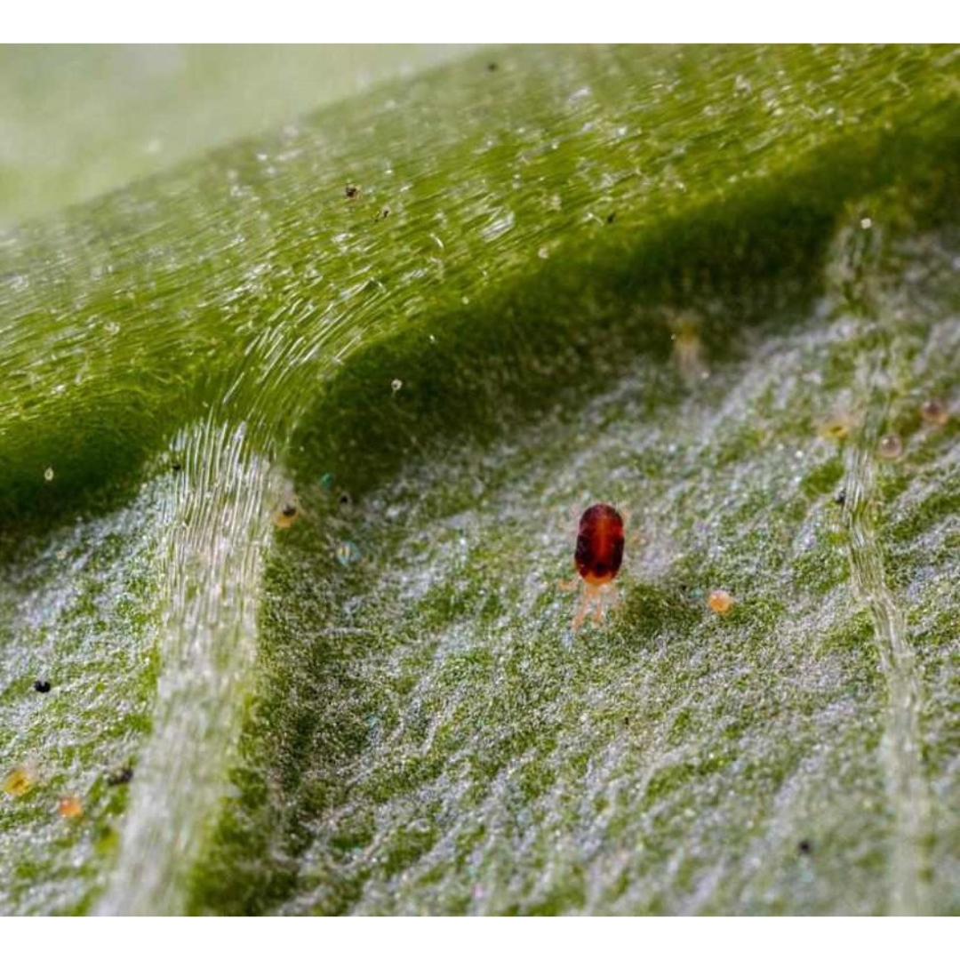Bladluizen, wolluis, trips en andere plagen op je kamerplanten ...
