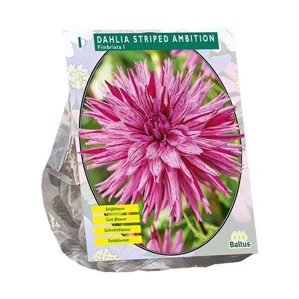 Dahlia Fimbriata Striped Ambition per 1