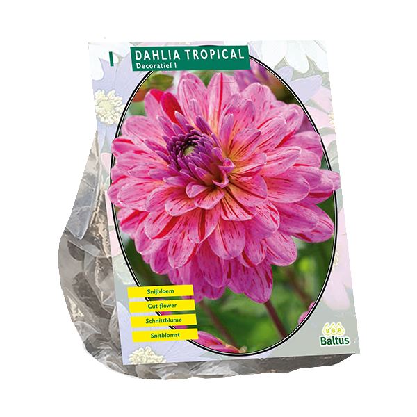 Dahlia Decoratief Tropical per 1