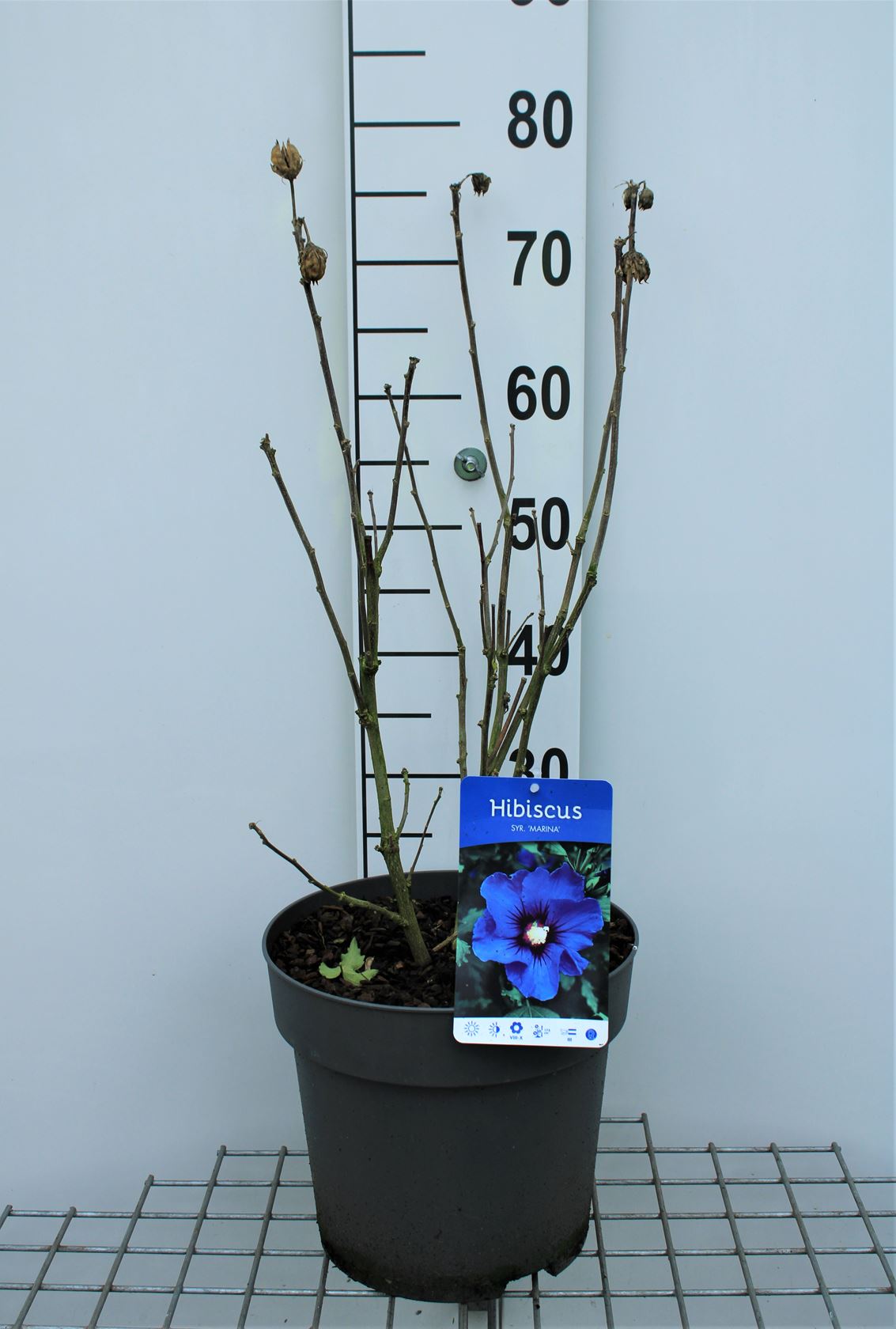 Hibiscus syriacus 'Marina' - pot 10L - 60-80 cm