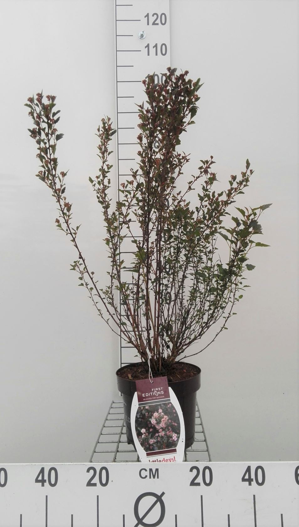 Physocarpus opulifolius 'Donna May' (Little Devil) - pot 3L - 40-50 cm