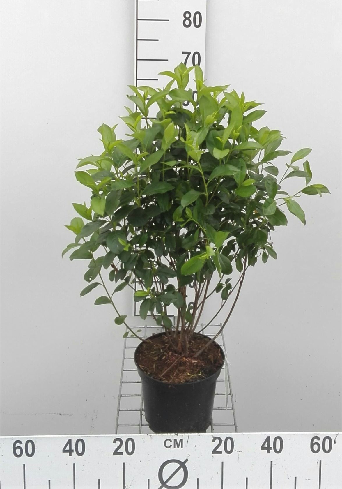 Aronia melanocarpa - pot - 40-60 cm