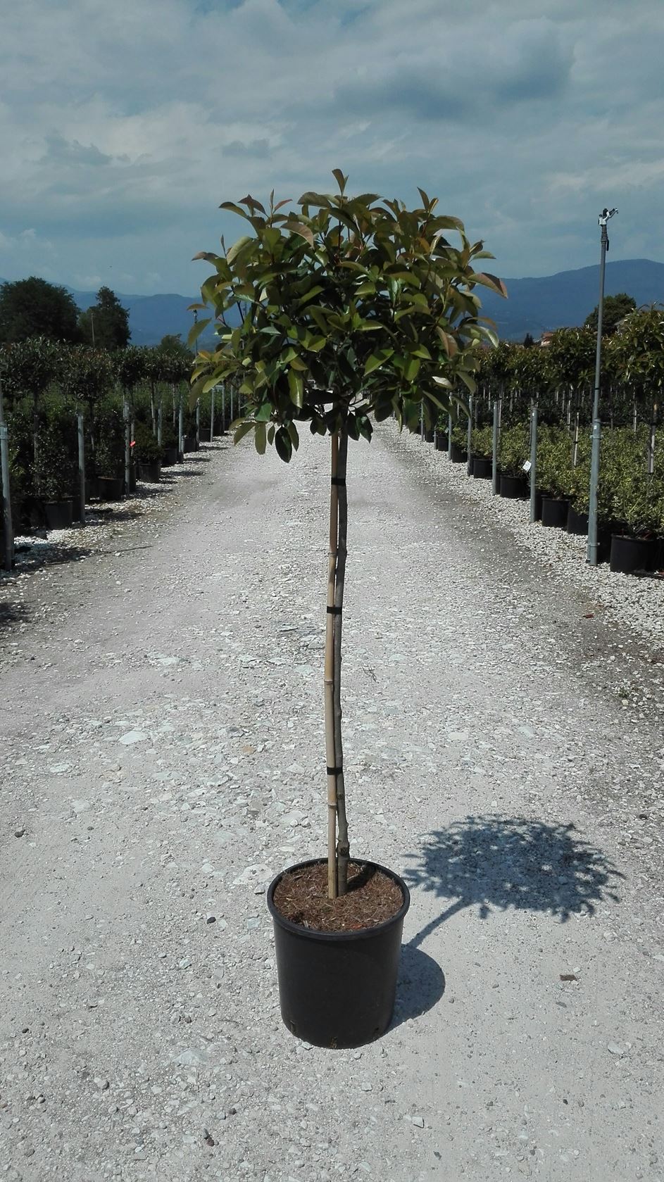 Photinia x fraseri 'Red Robin' - pot 15L - halfstam boom