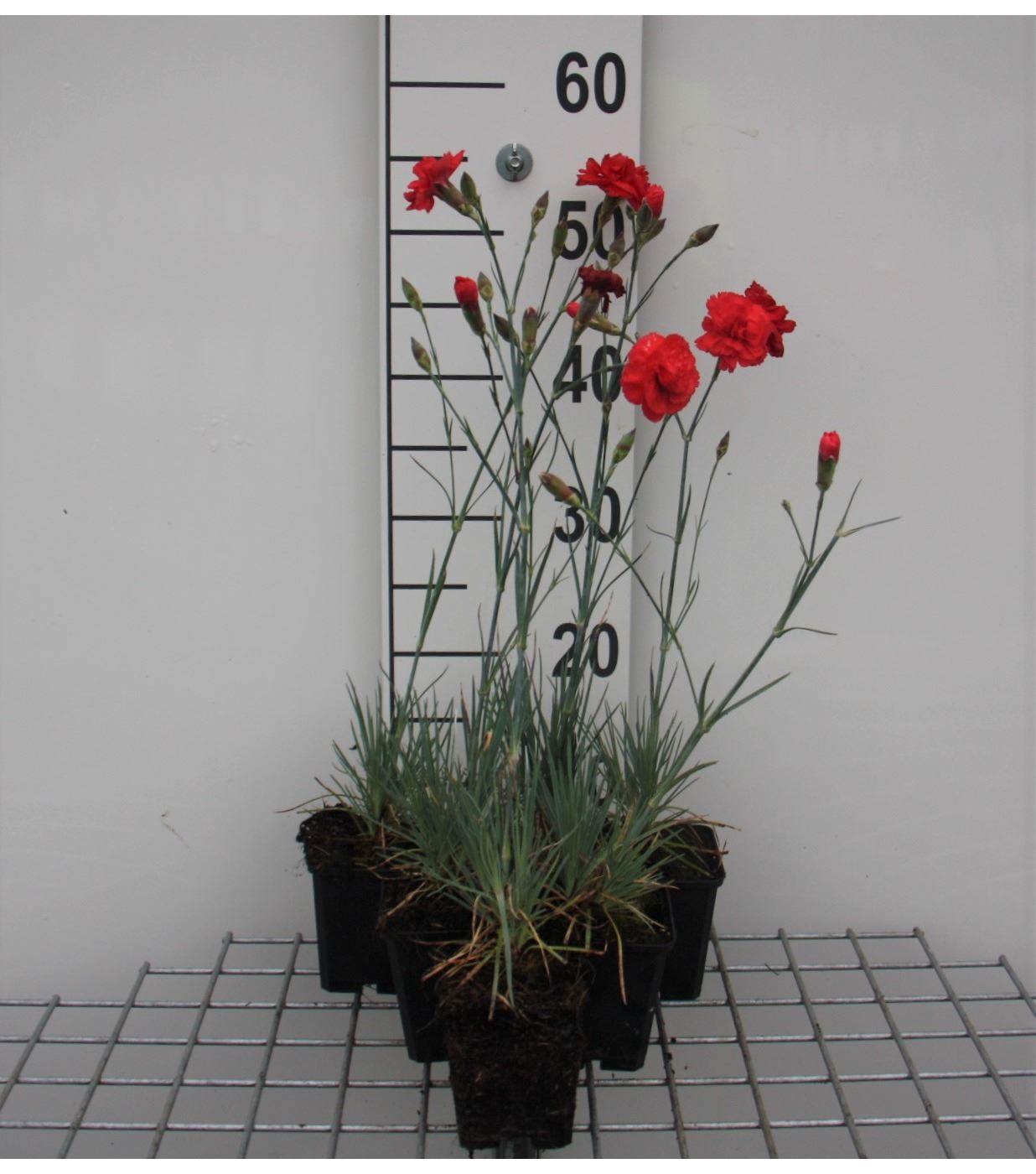 Dianthus 'David' - pot 9x9 cm