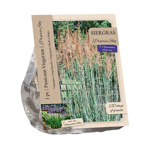 Panicum Prairie Sky & Agapanthus Blue per 2