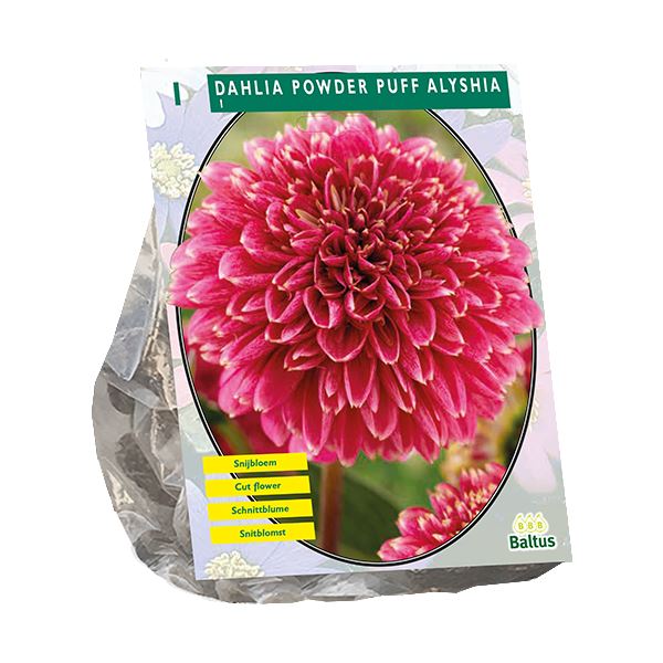 Dahlia Powder Puff Alyshia per 1