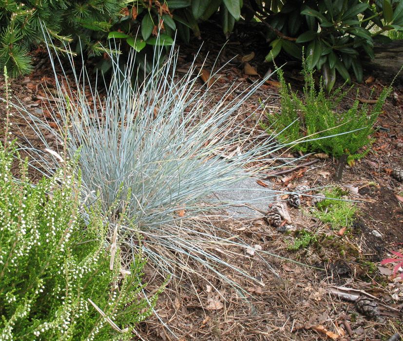 Festuca glauca 'Uchte' - pot 9x9 cm