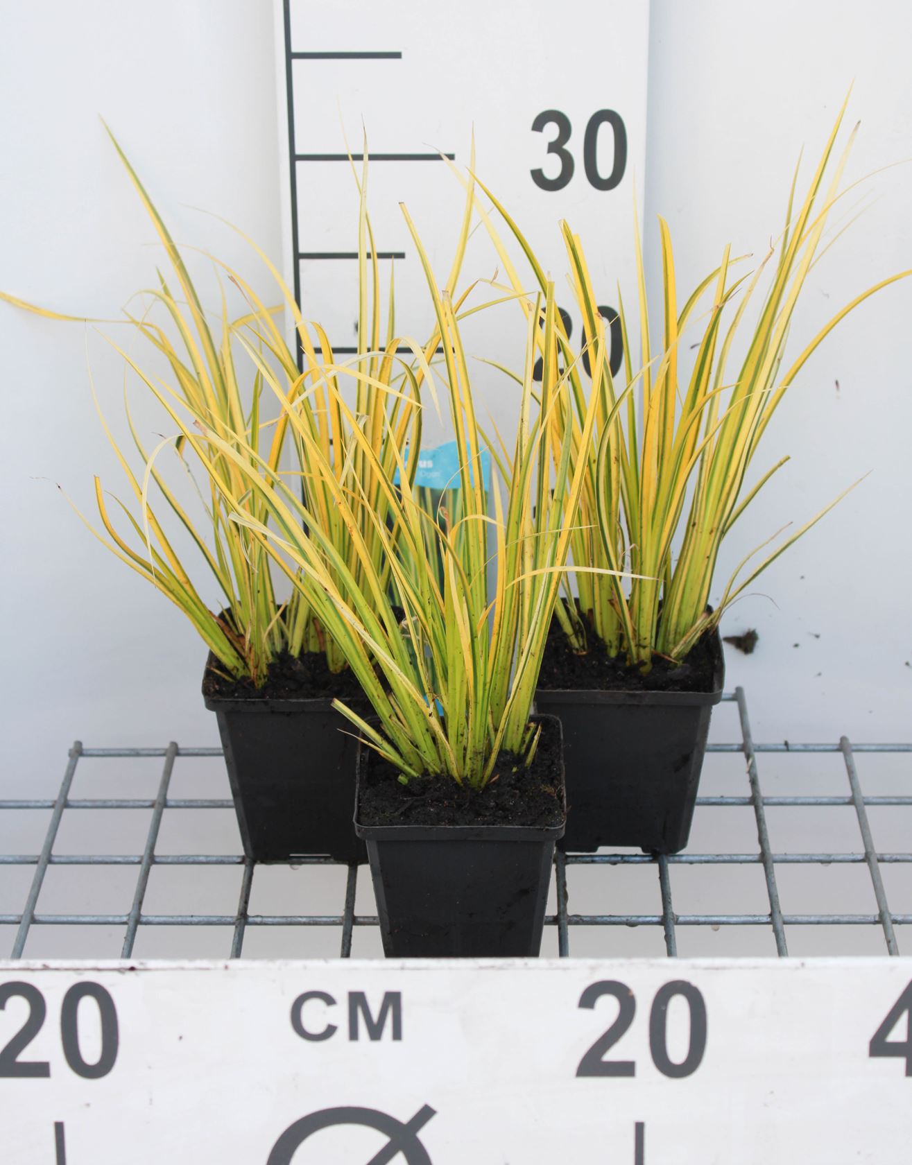 Acorus gramineus 'Ogon' - pot 9x9 cm