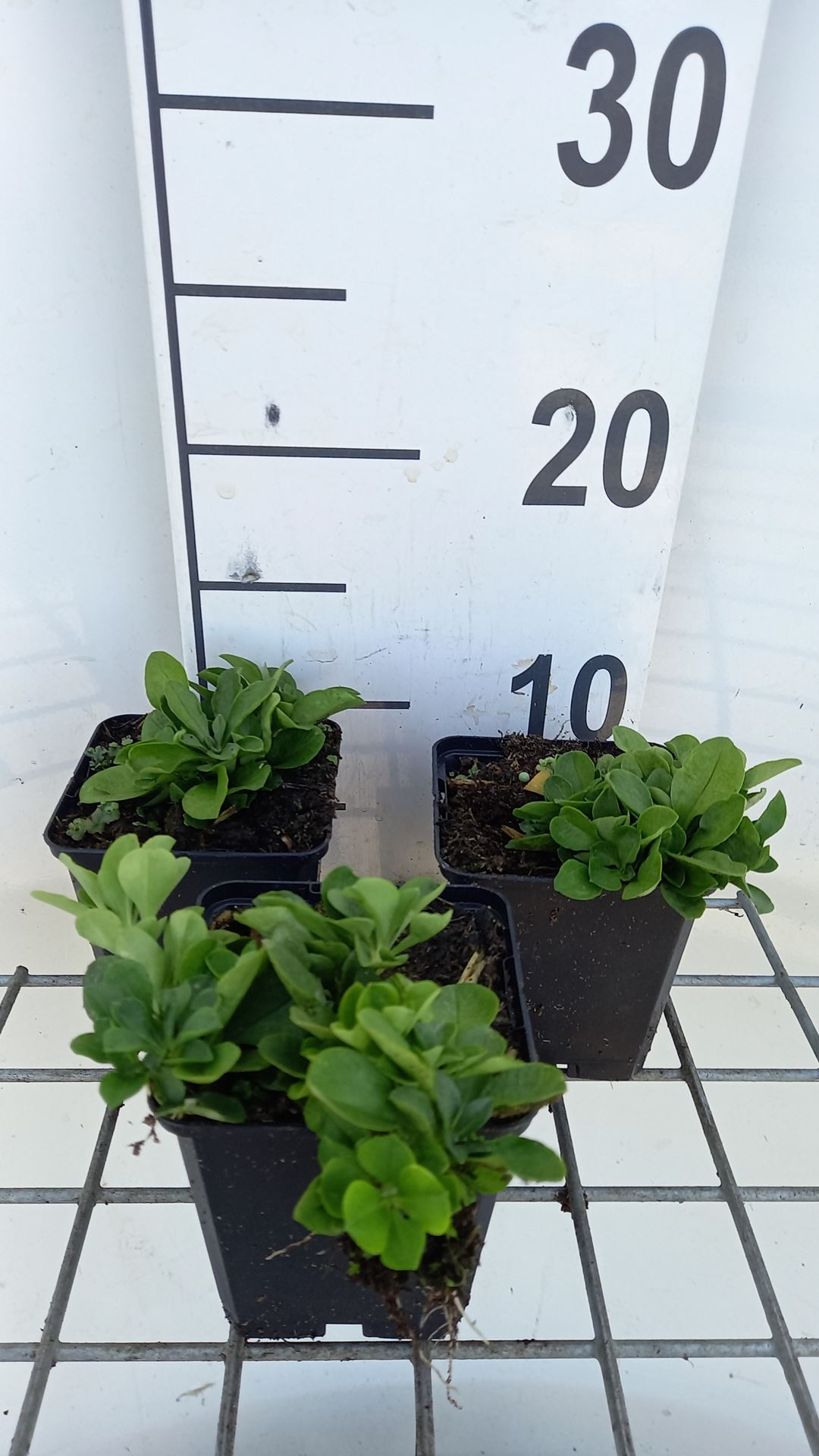 Phlox stolonifera 'Alba' - pot 9x9 cm