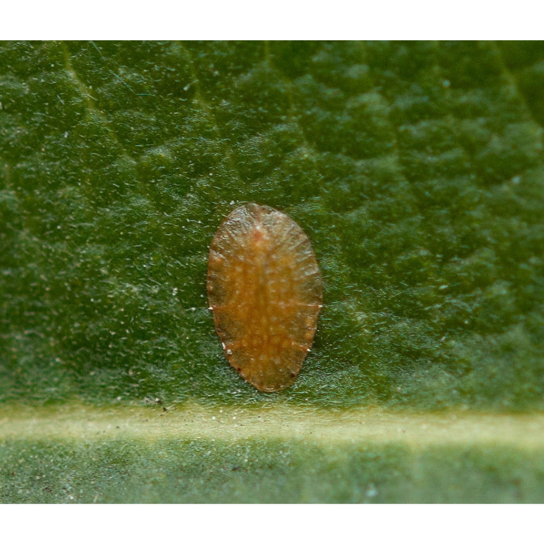 Bladluizen, wolluis, trips en andere plagen op je kamerplanten ...