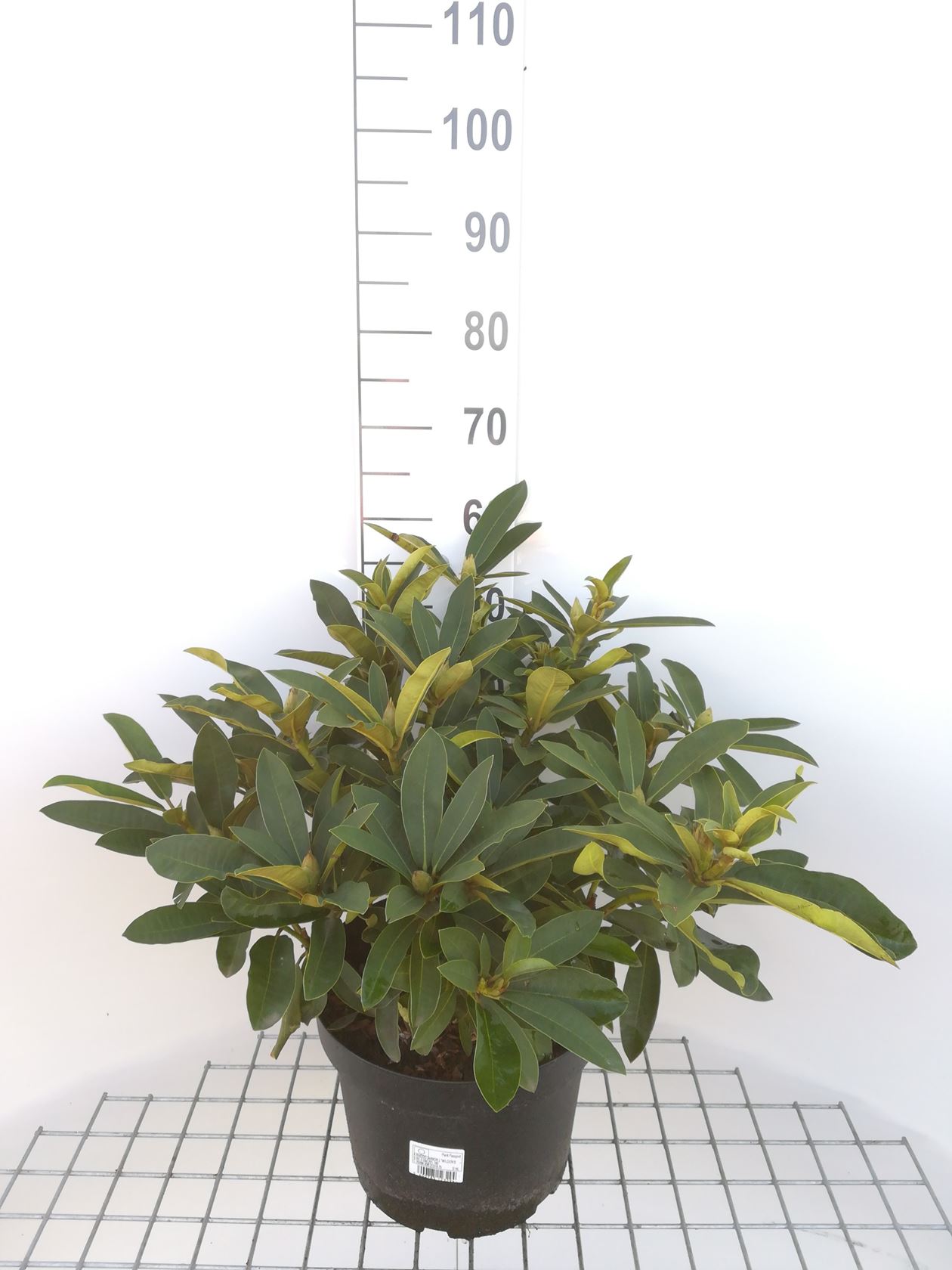 Rhododendron 'Wilgen's Ruby' - pot 10L - 60-80 cm