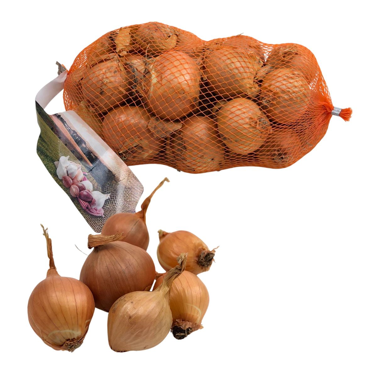 Plante échalote Golden Gourmet 7/15 - échalote jaune d'or - net - 250g