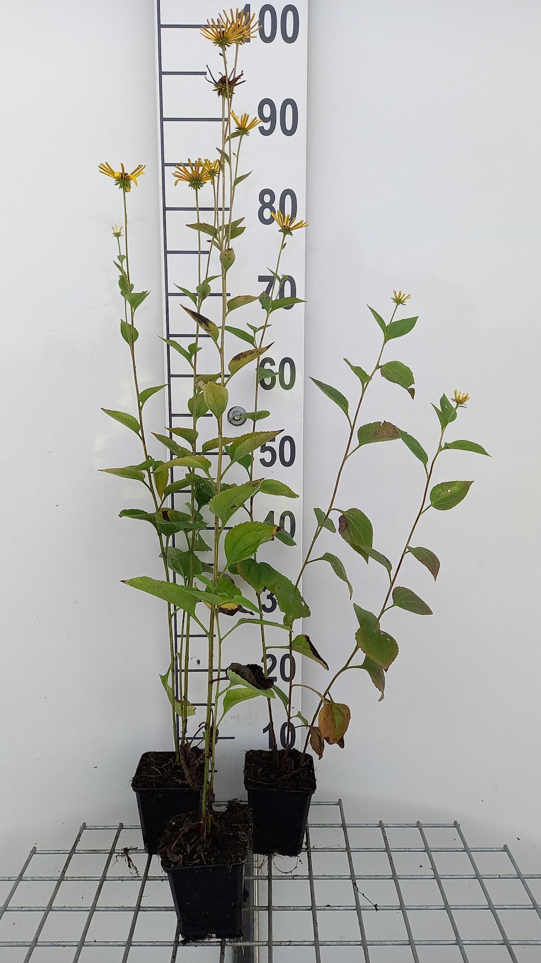 Rudbeckia subtomentosa 'Henry Eilers' - pot 9x9 cm