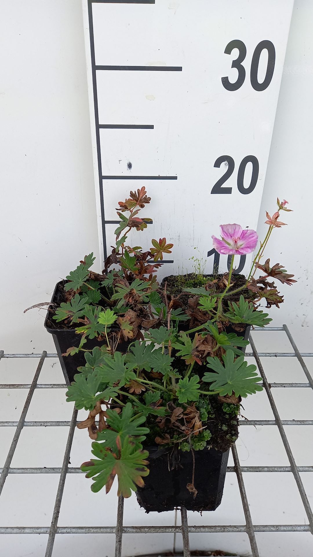 Geranium sanguineum 'Elke' - pot 9x9 cm
