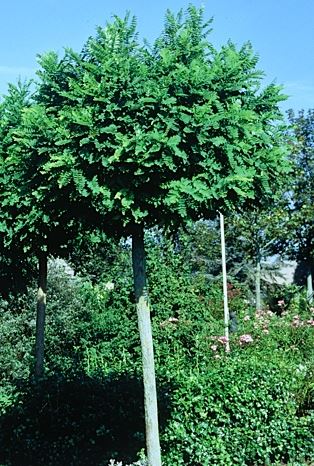 Robinia pseudoacacia 'Umbraculifera' - blote wortel - halfstam boom