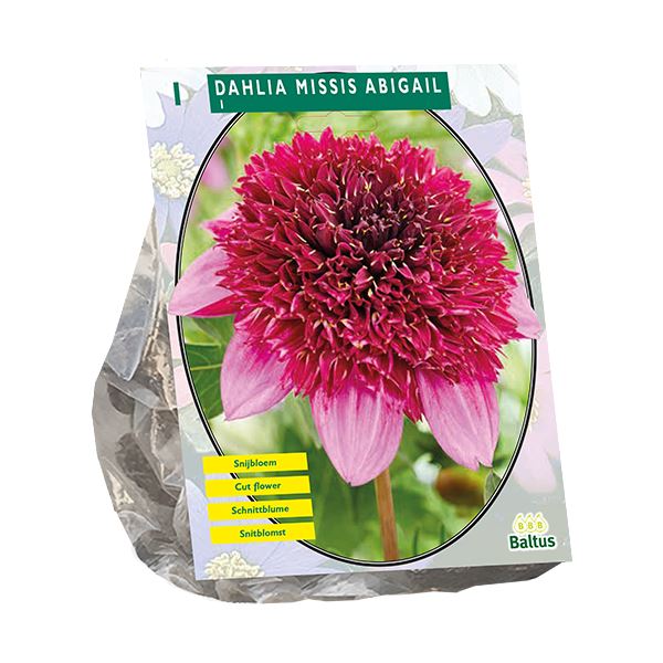 Dahlia Anemone Missis Abigail per 1