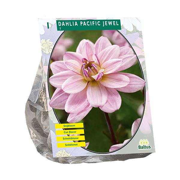 Dahlia Waterlily Pacific Jewel per 1