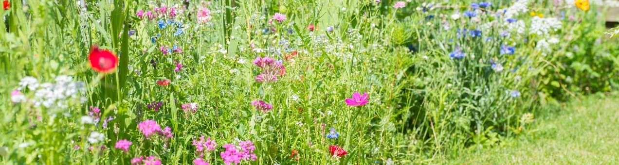 Wild garden: go for biodiversity! | Hermie.com