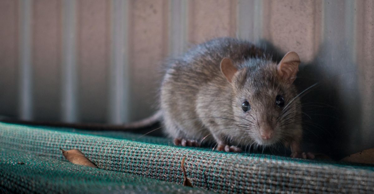 Hermie | Ratten en muizen bestrijden