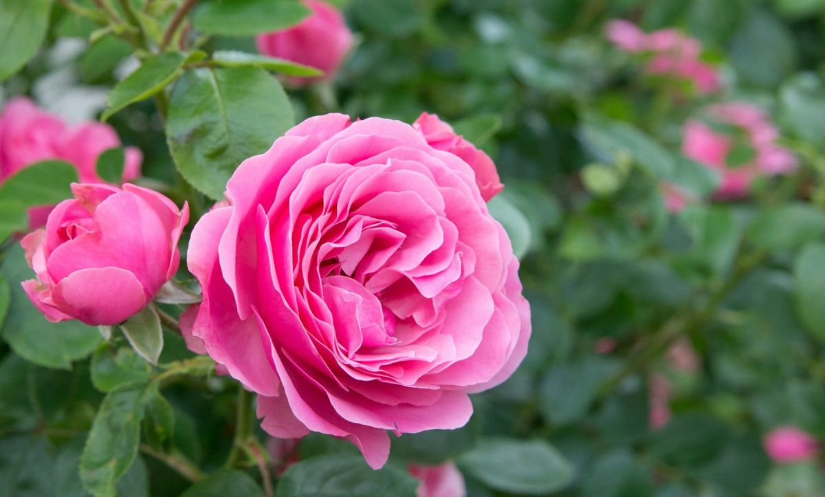 Kies uit meer dan 4.000 planten!🌳 | Hermie.com