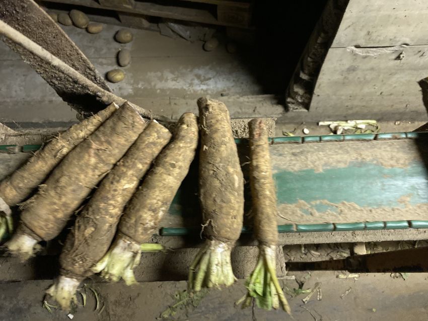Zo kweek je zelf makkelijk grondwitloof! | Hermie.com