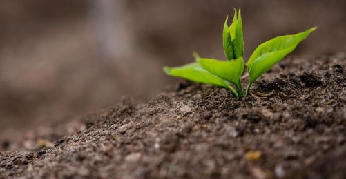 Hermie | Kalkcyanamide een wonderproduct voor de (moes)tuin, of toch niet