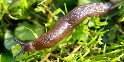 Effectieve slakkenbestrijding voor jouw moestuin | Hermie.com
