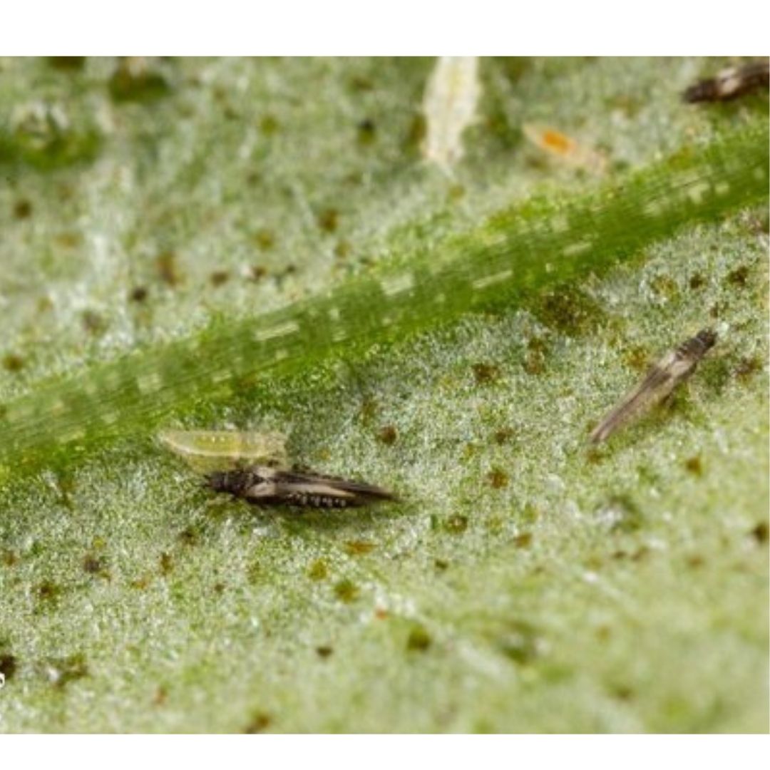 Control and prevent aphids, mealy bugs, thrips and other pests on your ...